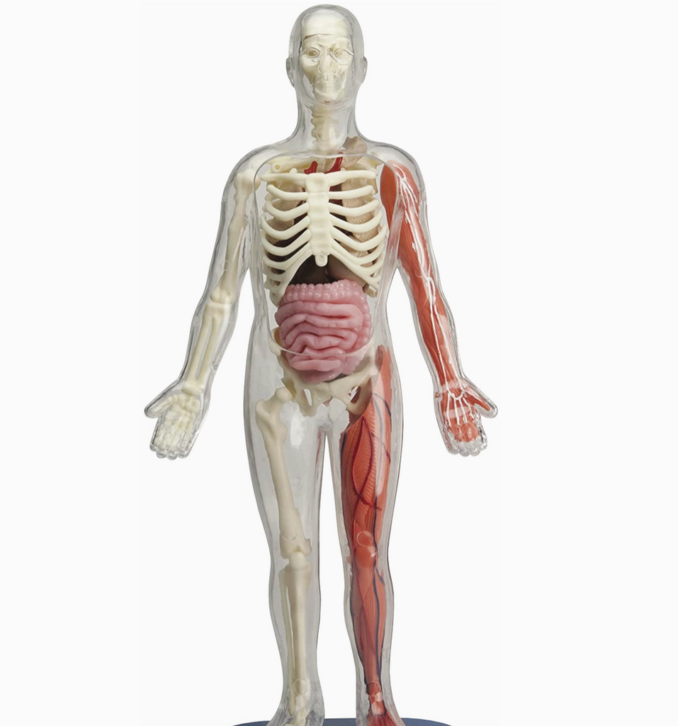 Squish Human body – www.milkandchat.com